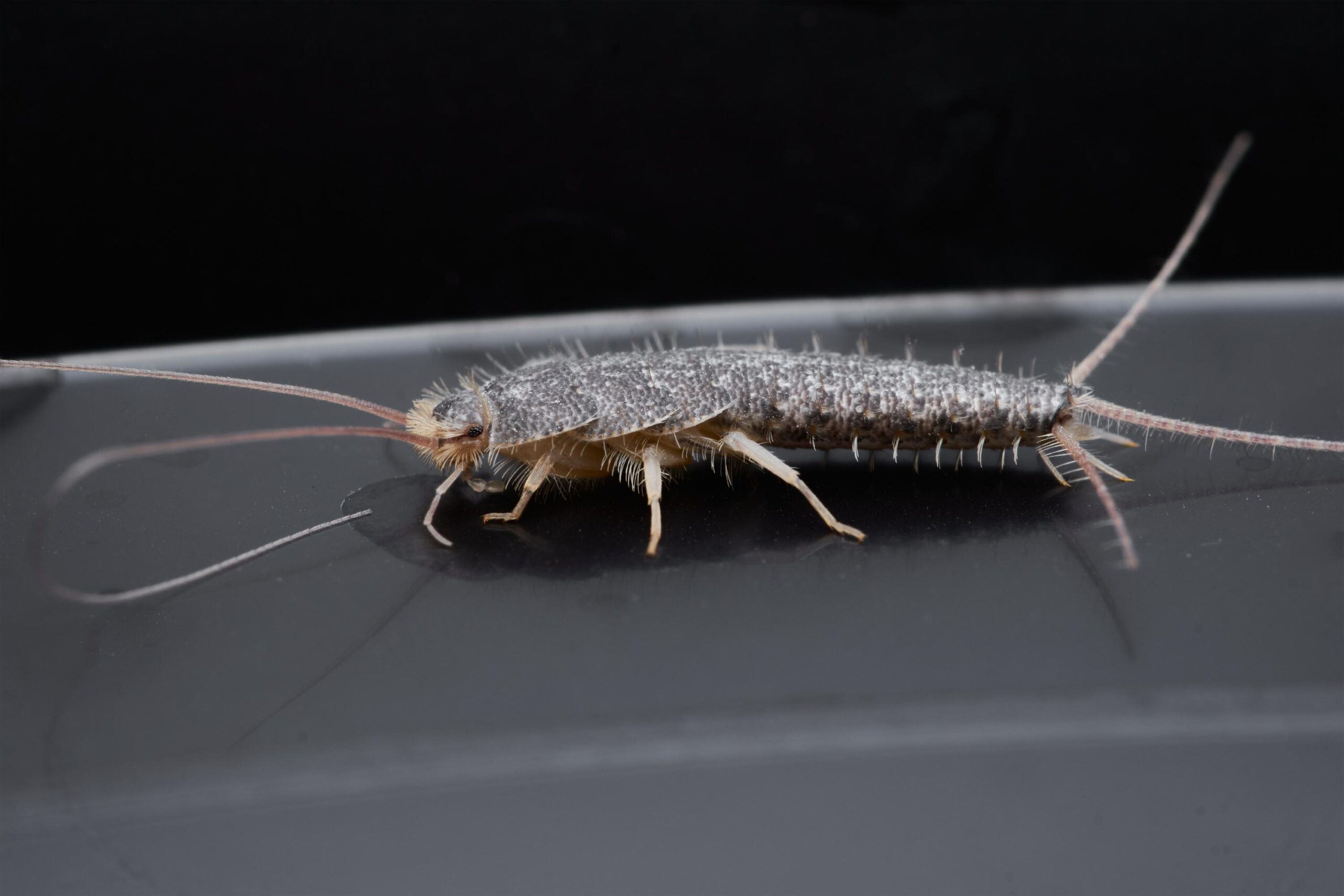 How to Exterminate Silverfish - Family First Pest Control