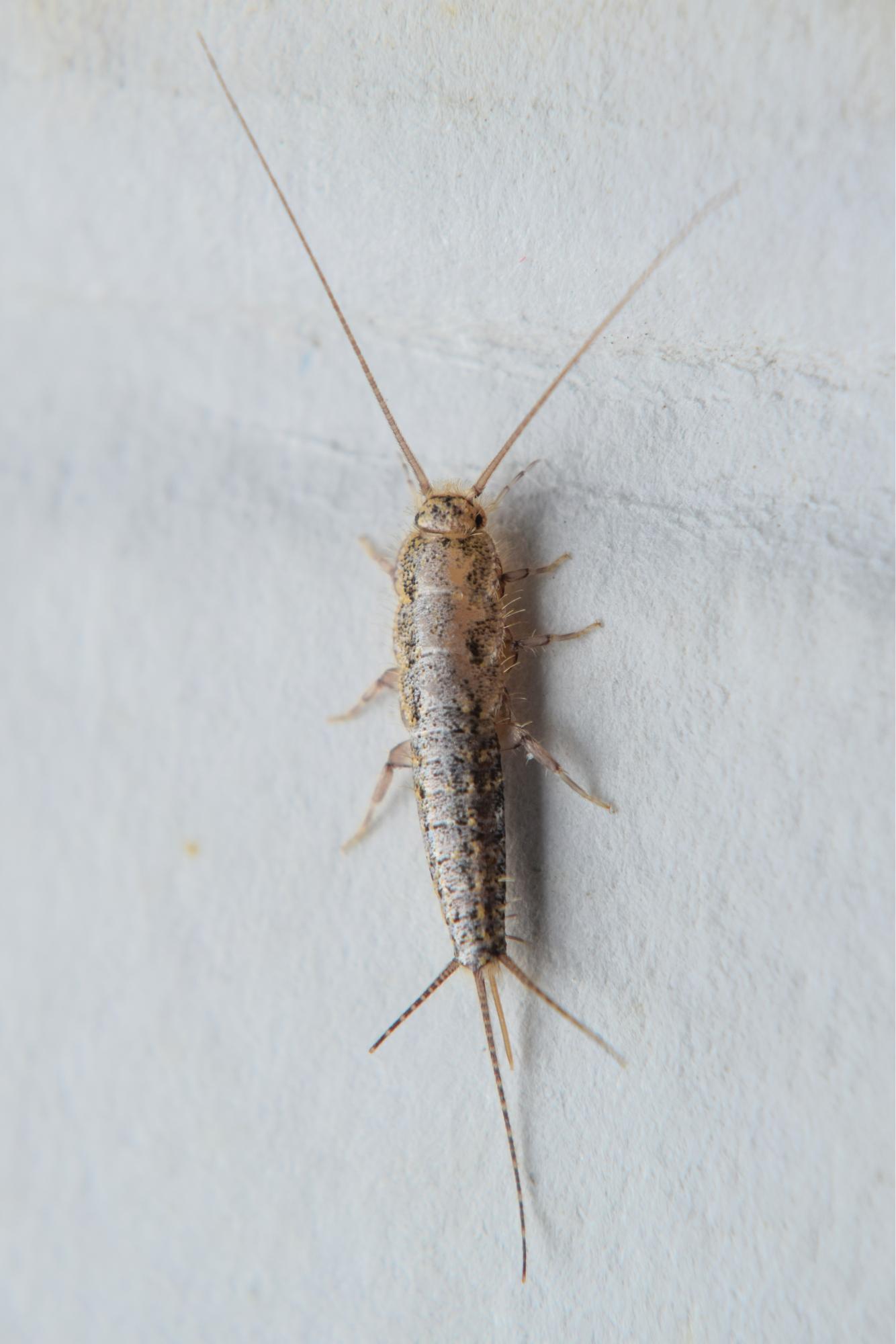 How to Exterminate Silverfish - Family First Pest Control